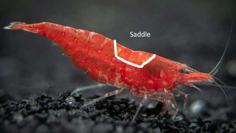 How do cherry shrimp molt? – Aquarium Shrimp Keeping